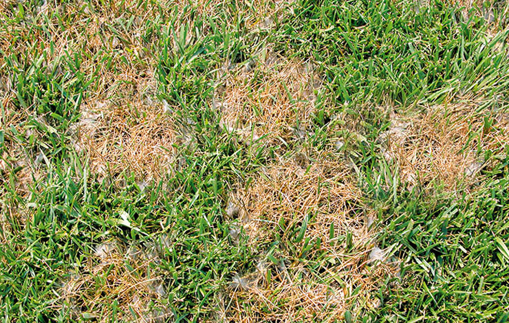 Phytium – comment la maladie se développe | Syngenta Turf Switzerland