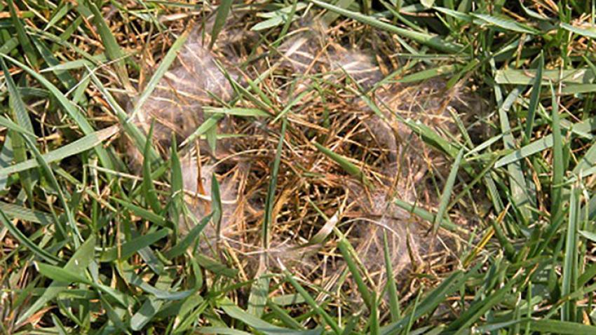 Pythium Maladies | Maag Turf Switzerland